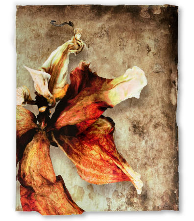 Lumenesce | Marion Grant